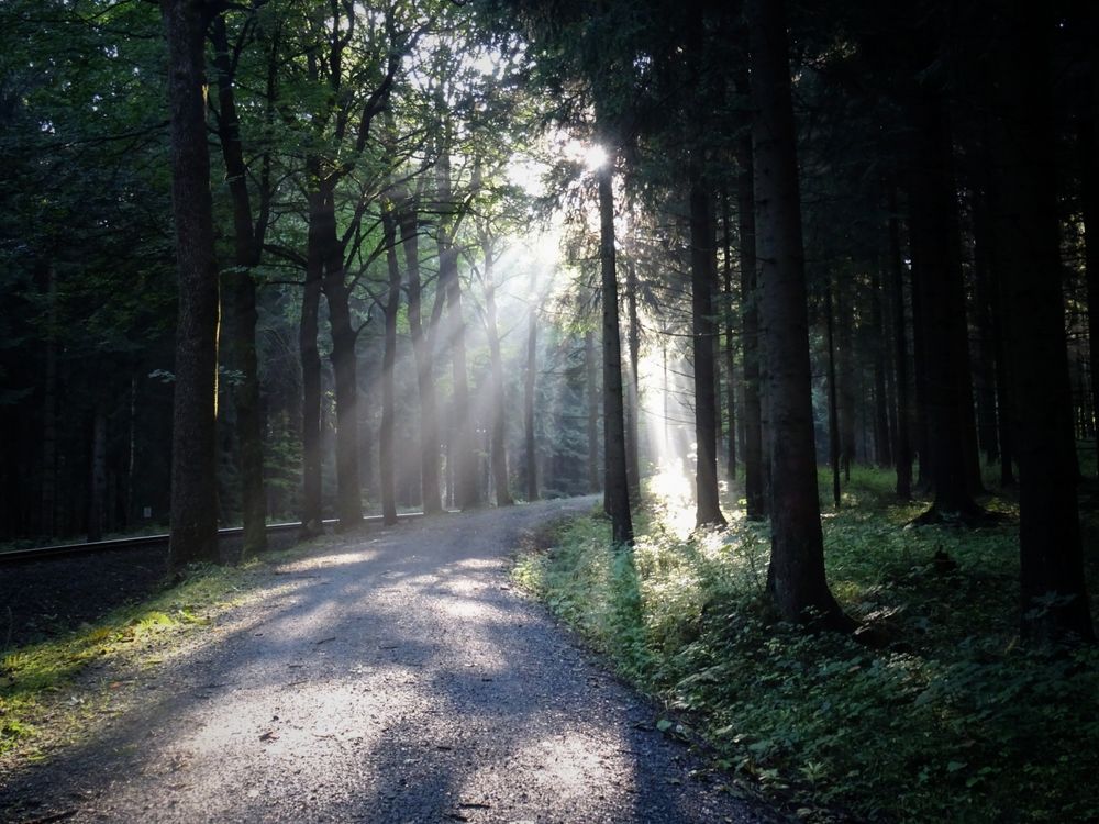 Weg mit Beleuchtung Foto & Bild | wald, bäume, sonnenaufgang Bilder auf ...