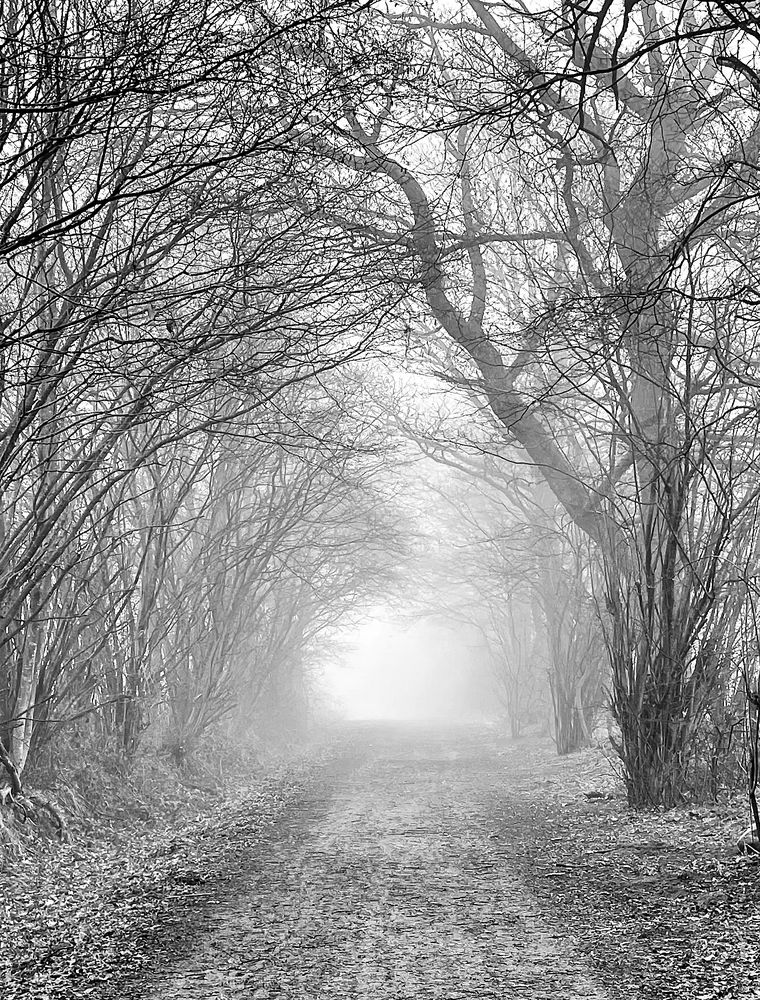 Weg mit gewissem Durchblick Foto & Bild | landschaft, projekte ...