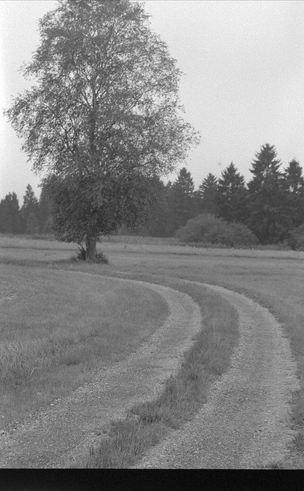 Weg und Baum Foto & Bild | landschaft, wege und pfade, natur Bilder auf ...
