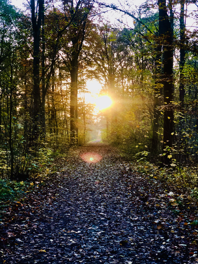 Weg zur Sonne Foto & Bild | landschaft, jahreszeiten, herbst Bilder auf ...