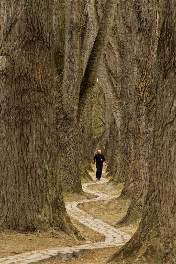 Wege Foto & Bild | bäume, weg, natur Bilder auf fotocommunity