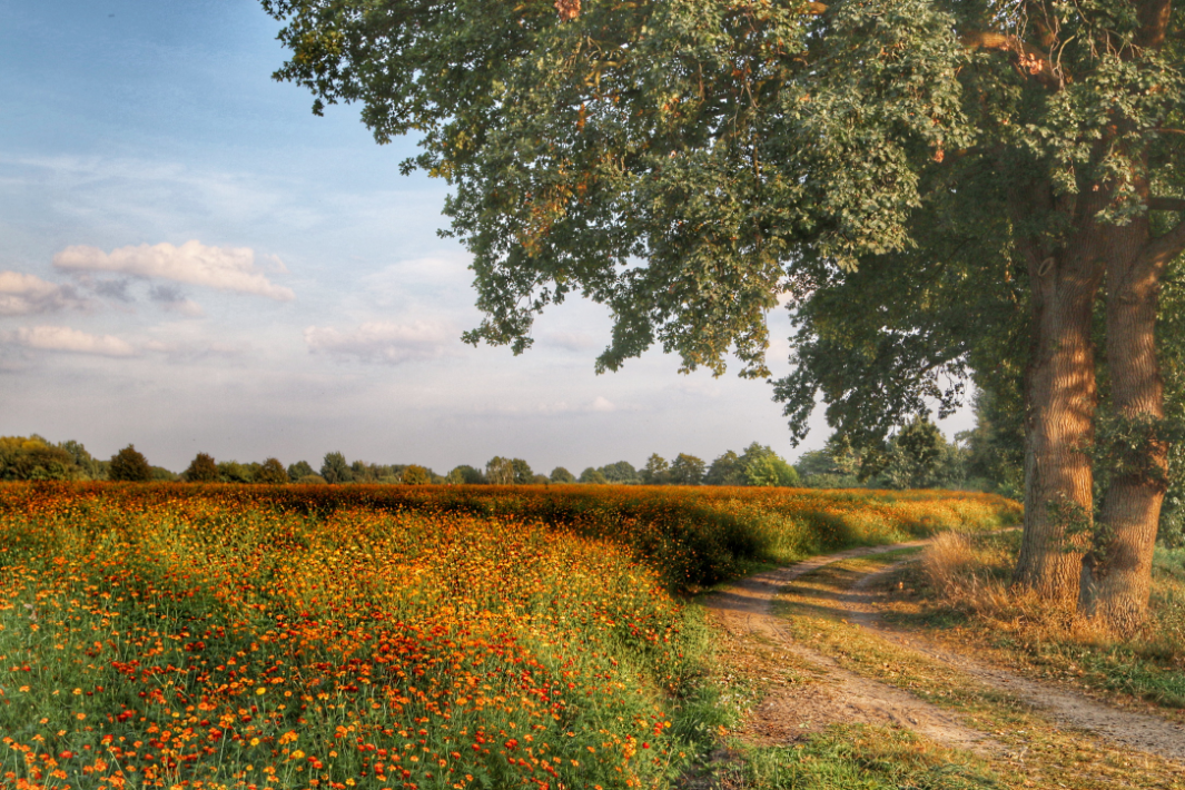 Wege Foto & Bild | natur Bilder auf fotocommunity
