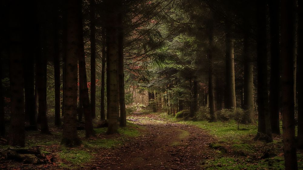 Wege ins Licht Foto & Bild | spezial, wald, landschaften Bilder auf ...