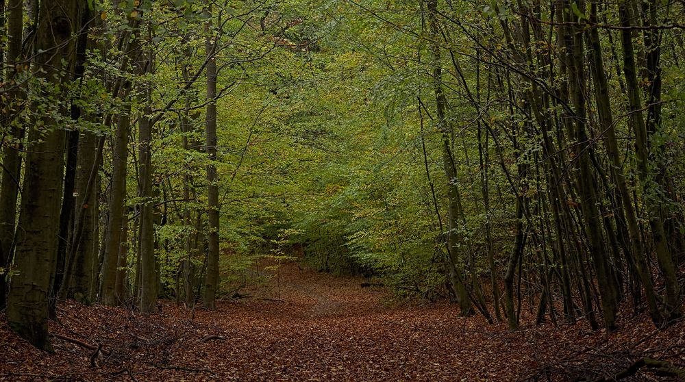 Wege möchten ... Foto & Bild | wald, natur, herbst Bilder auf fotocommunity