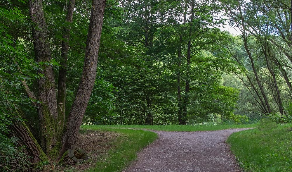 Wege sind manchmal unergründlich... Foto & Bild | wald, natur ...
