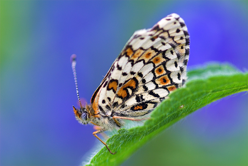 Wegerich Scheckenfalter - Bild & Foto von Dirk Greiner aus Jury-Voting ...
