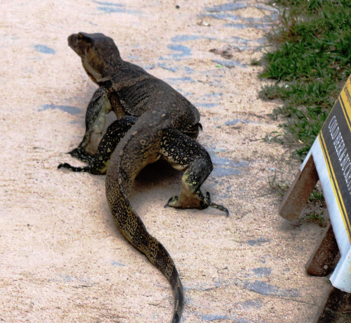 Weggefährte Waran Foto & Bild | asia, thailand, southeast asia Bilder ...