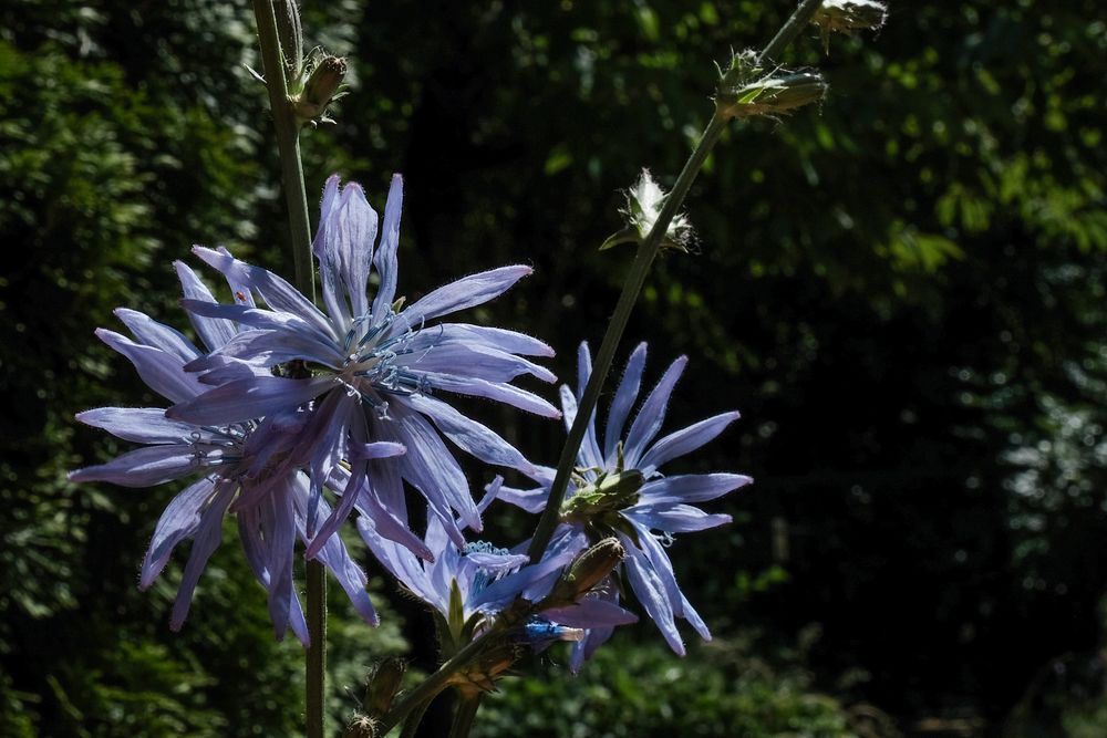 Wegwarte II Foto & Bild | dokumentation, outdoor, natur Bilder auf fotocommunity