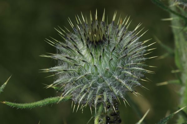 Disteln & Karden Bilder & Fotos