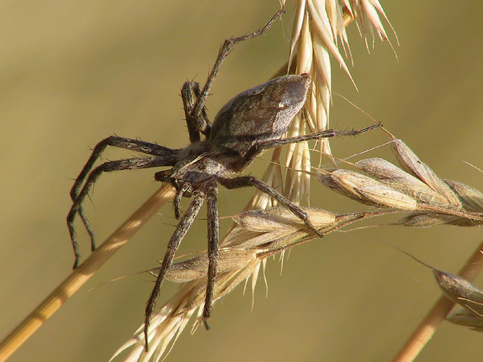 Weibchen der Listspinne Pisaura mirabilis Foto & Bild | tiere, wildlife ...