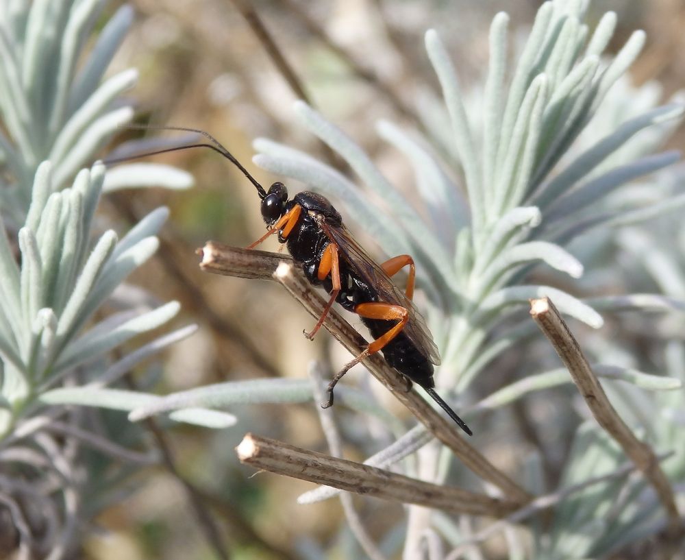 Weibchen der Schwarzen Schlupfwespe (Pimpla rufipes) - gerade im Garten ...