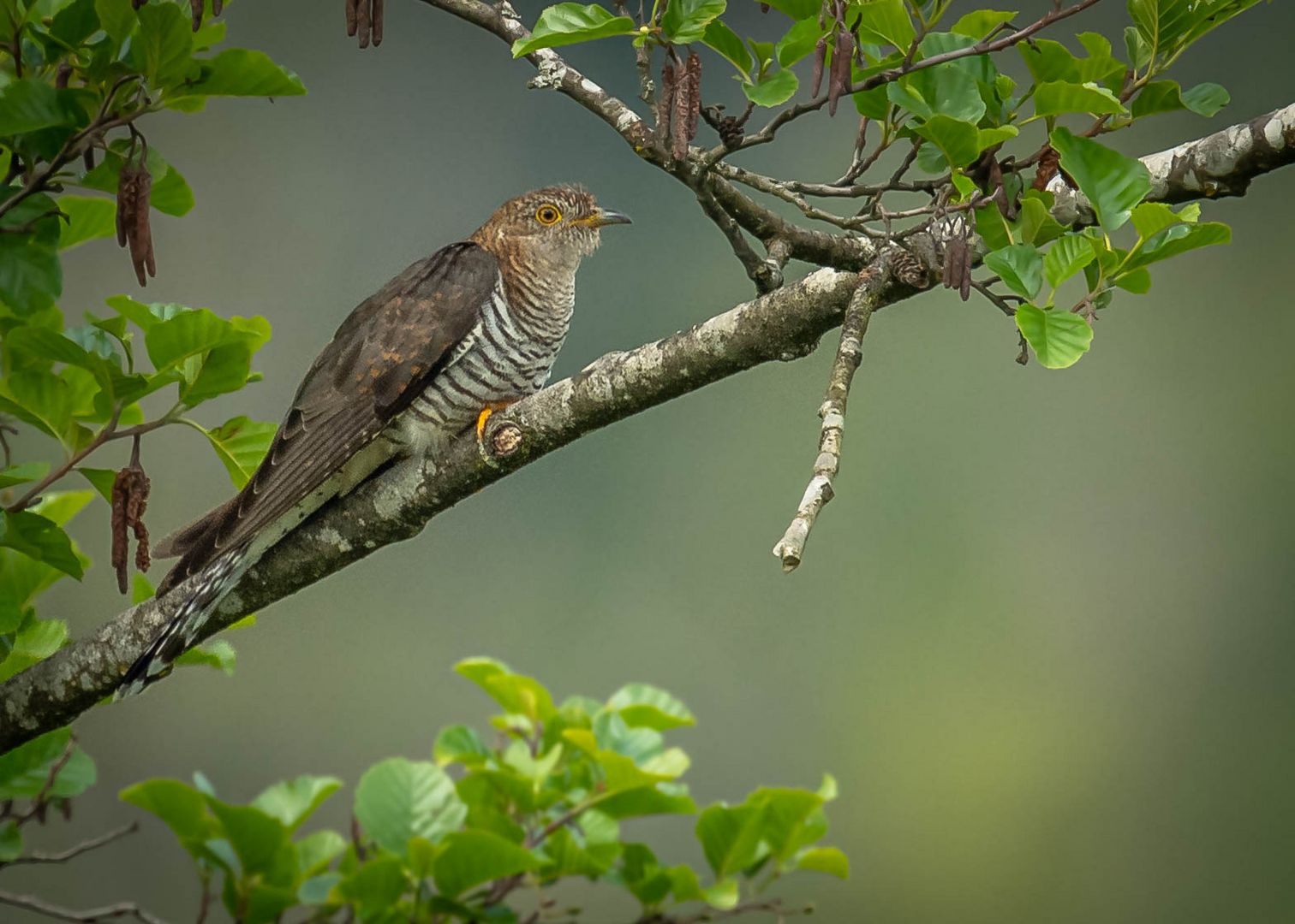 Weibchen Kuckuck Foto & Bild | tiere, wildlife, wild lebende vögel ...