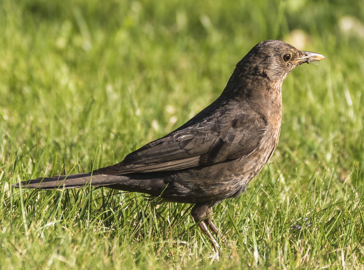 Weibliche Amsel Foto & Bild | natur, vögel, wildlife Bilder auf ...