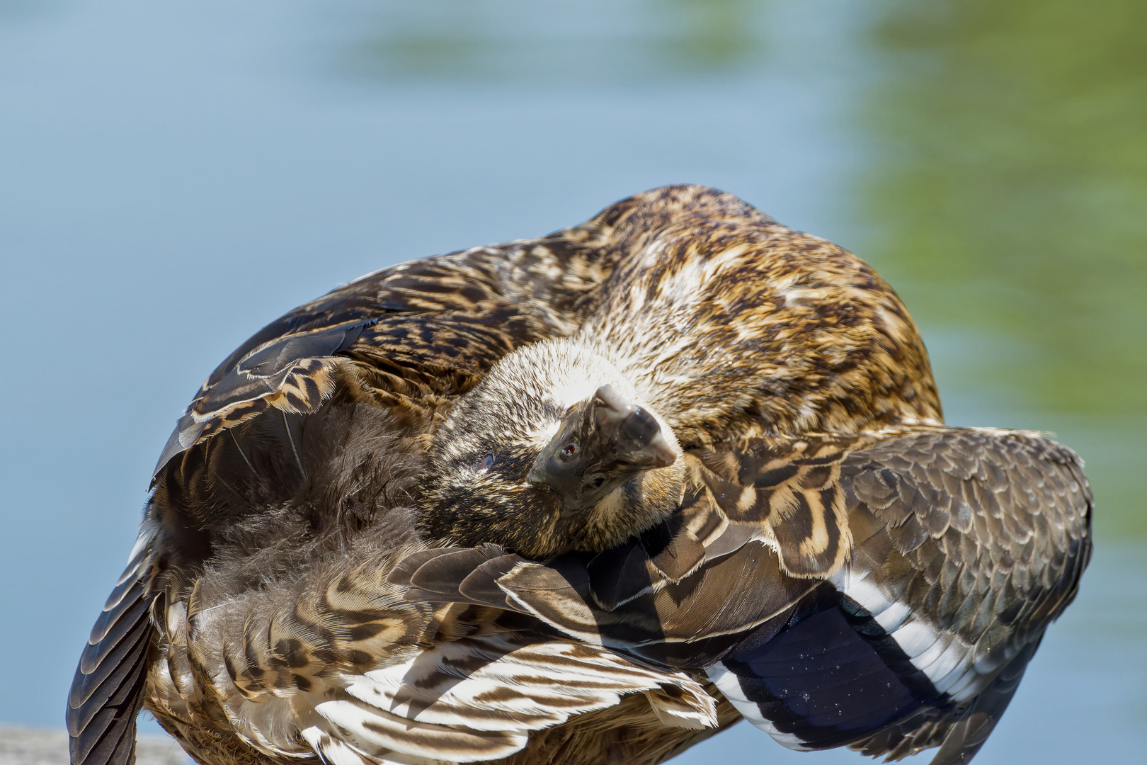 Weibliche Ente Foto & Bild | wasser, makro, schatten Bilder auf ...