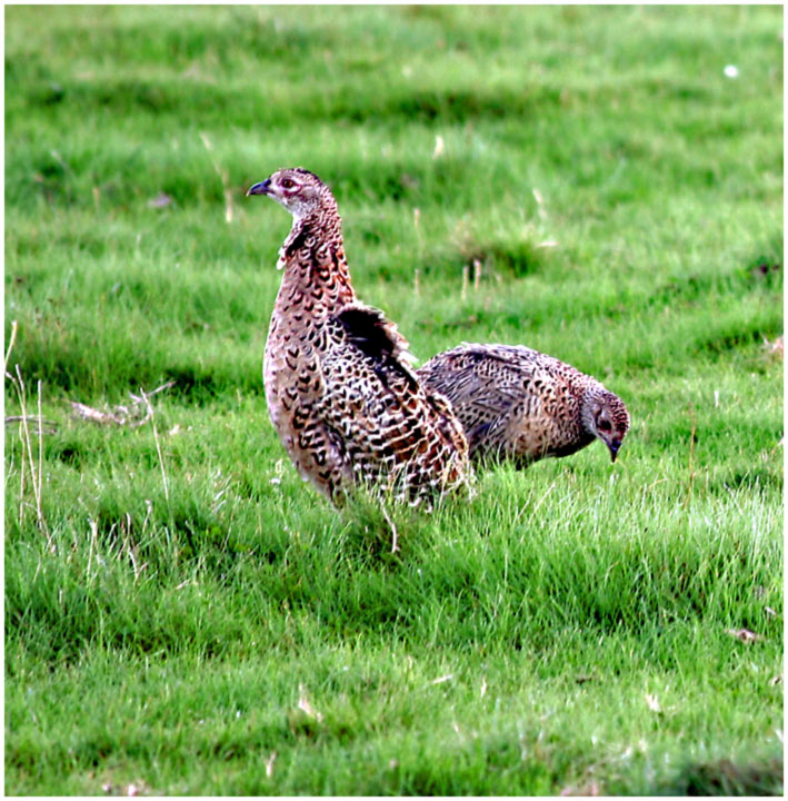 Weibliche Fasane Foto & Bild | tiere, wildlife, wild lebende vögel ...