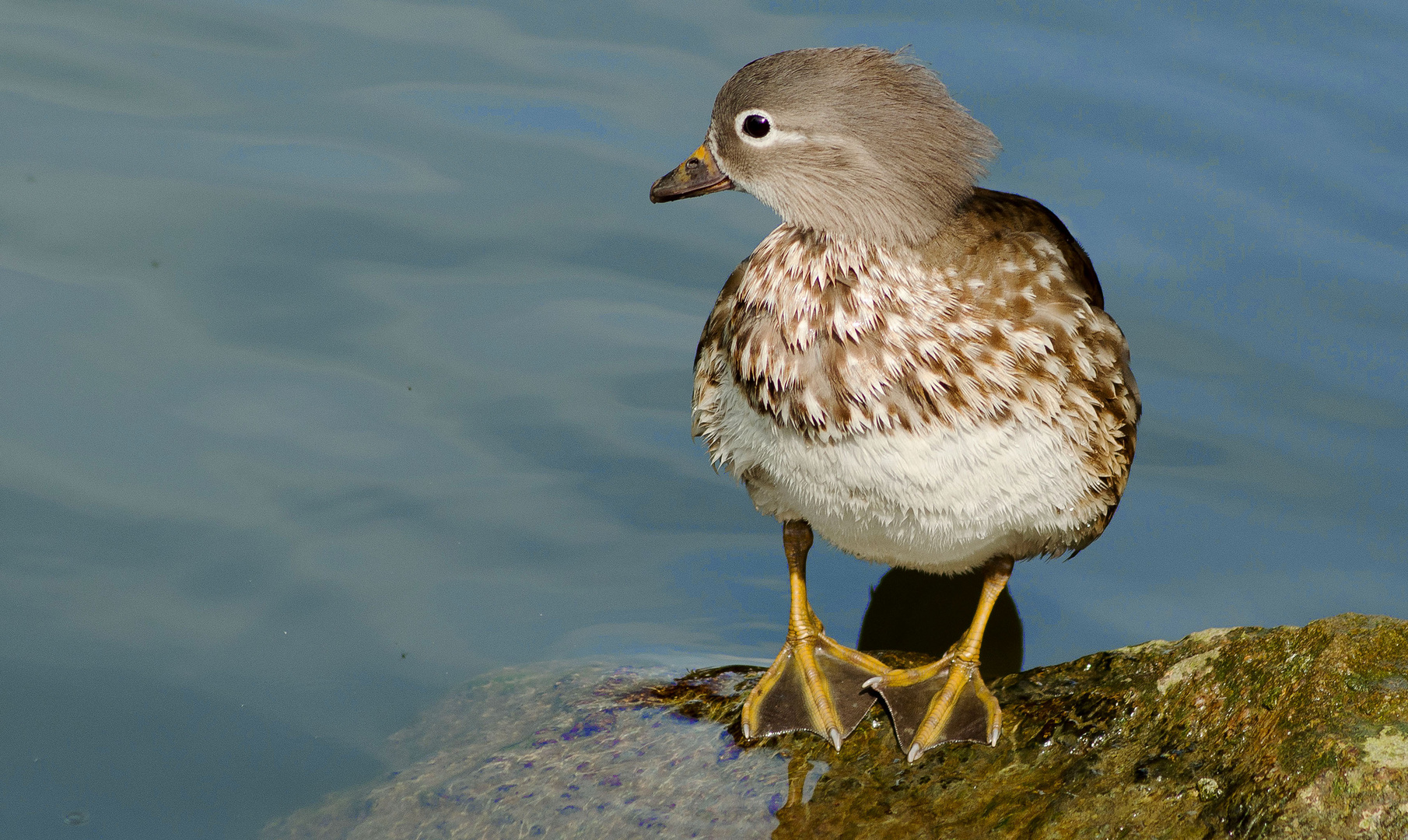 Weibliche Mandarin Ente.. Foto & Bild | tiere, wildlife, wild lebende ...