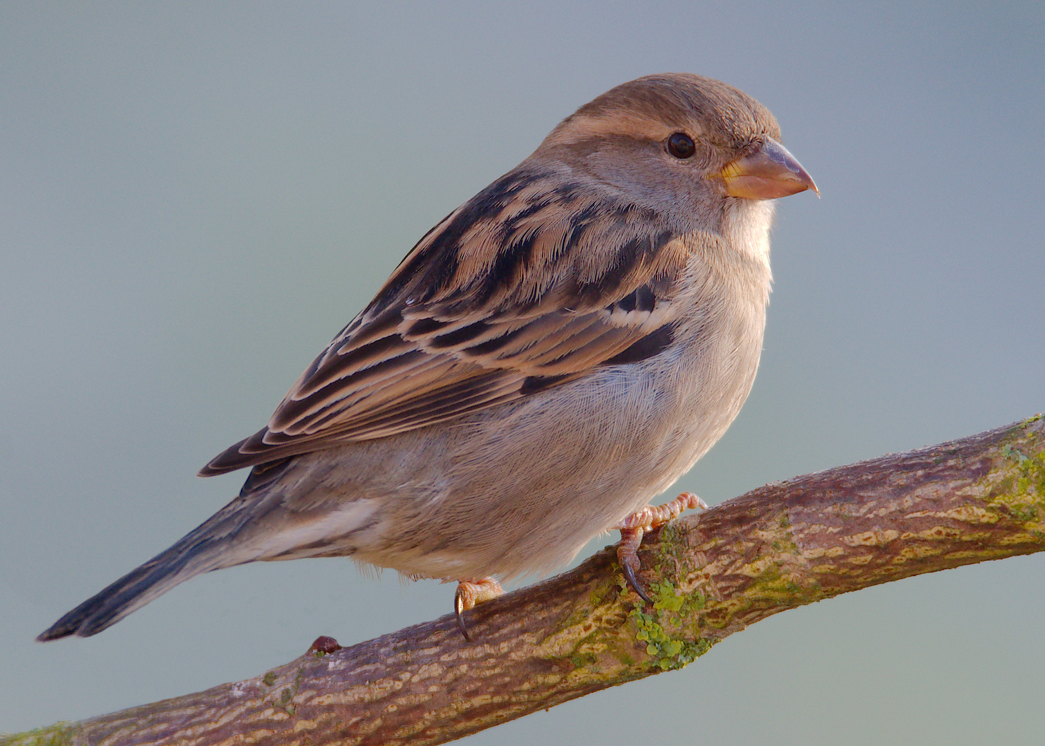 weiblicher Haussperling Foto & Bild | fotos, nature, outdoor Bilder auf ...