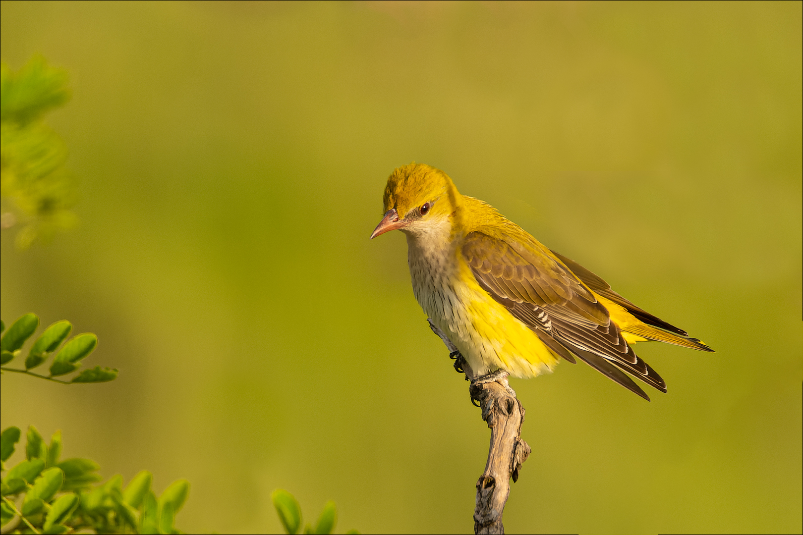 Weiblicher Pirol Foto & Bild | natur, tiere, vögel Bilder auf fotocommunity