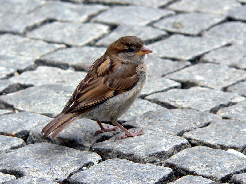 weiblicher Spatz Foto & Bild | tiere, wildlife, wild lebende vögel ...