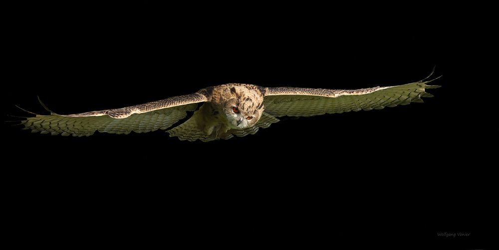 weiblicher Uhu Foto & Bild | natur, digiart, colorkey Bilder auf ...