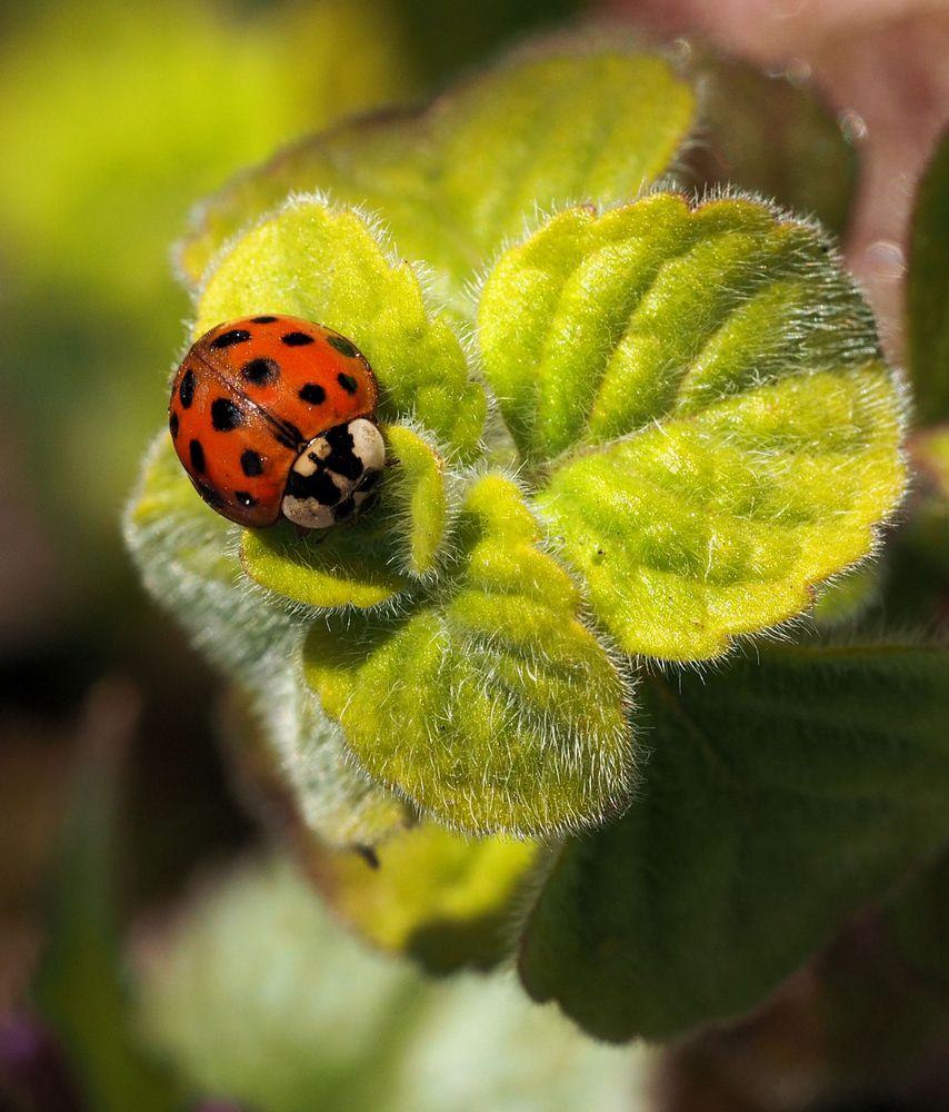 Weich gebettet ... Foto & Bild | fotos, natur, insekt Bilder auf ...