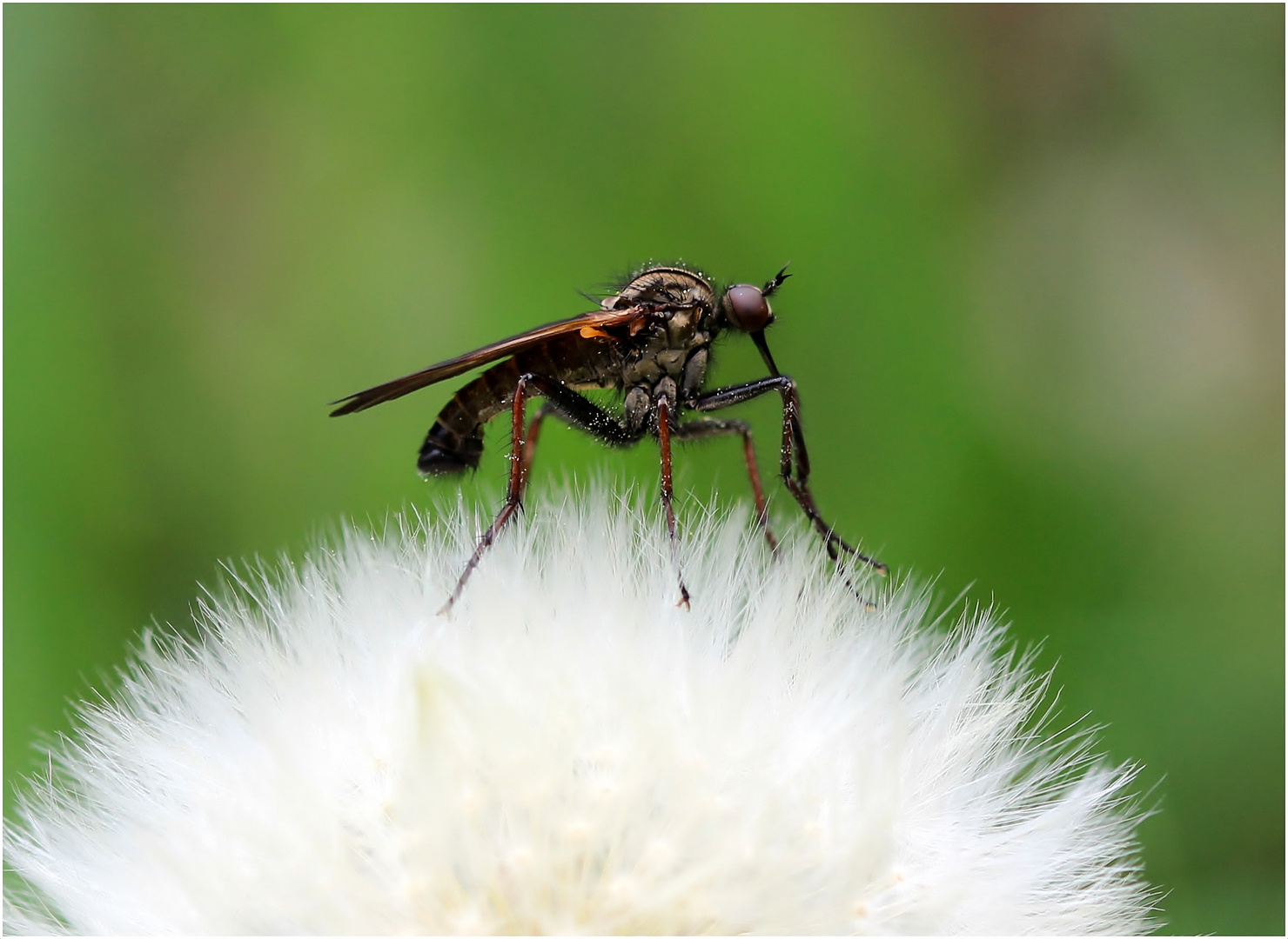 Weich gebettet... Foto & Bild | fotos, makro, natur Bilder auf ...