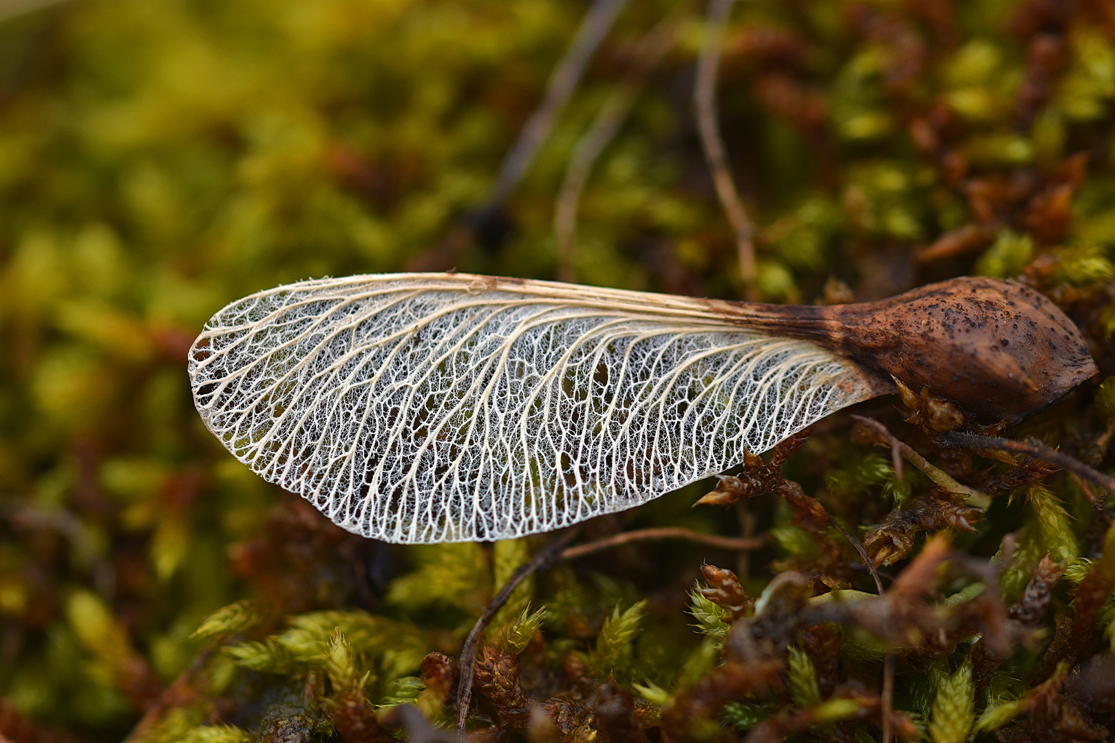 weich gebettet ... Foto & Bild | abstraktes, pflanzen, pilze & flechten ...
