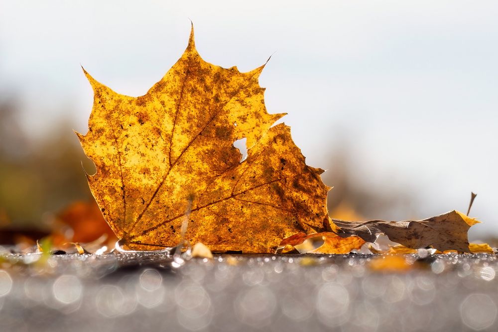 Weich gebettet Foto & Bild | jahreszeiten, herbst, projekte Bilder auf ...