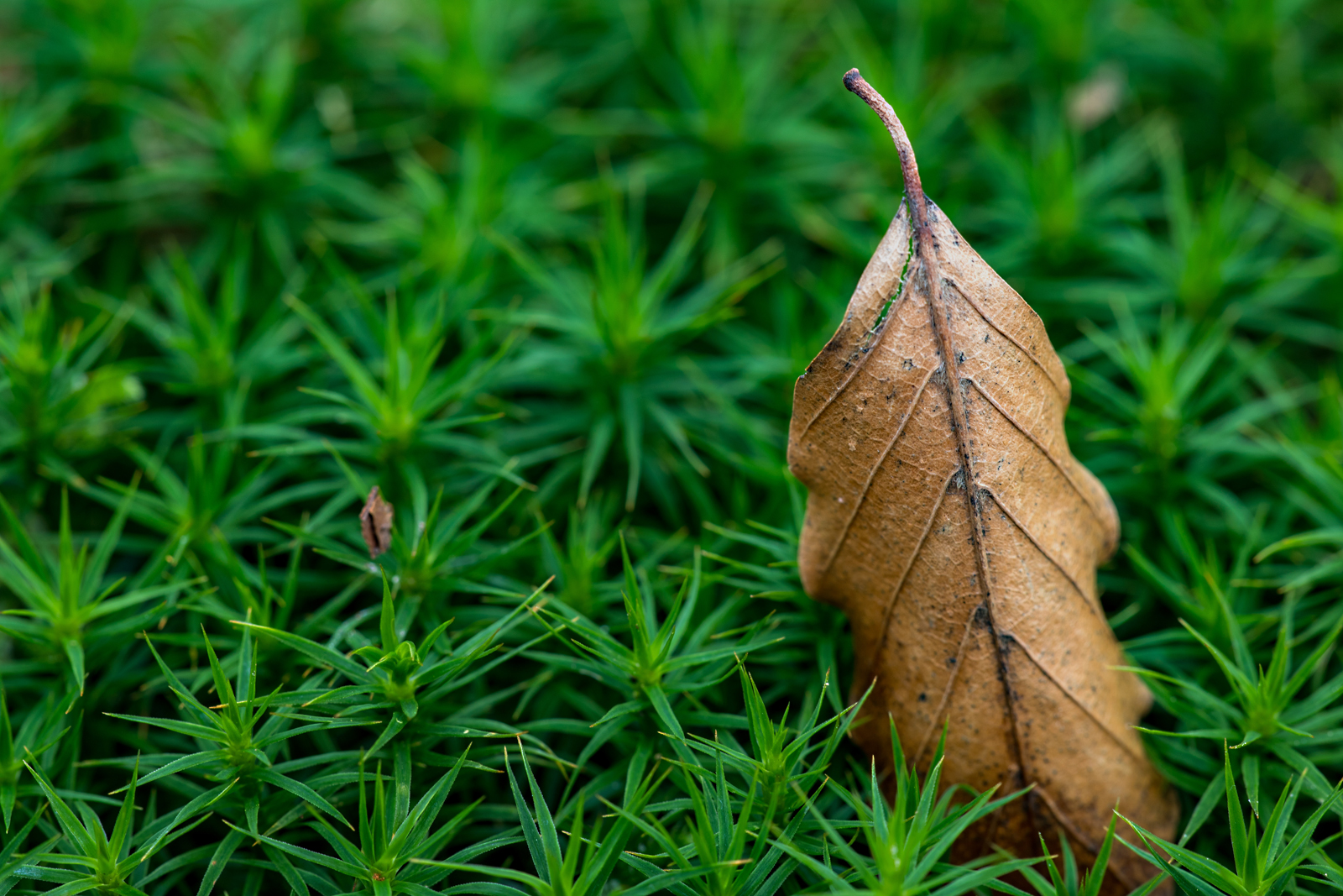 Weich gebettet Foto & Bild | pflanzen, pilze & flechten, natur-makros ...
