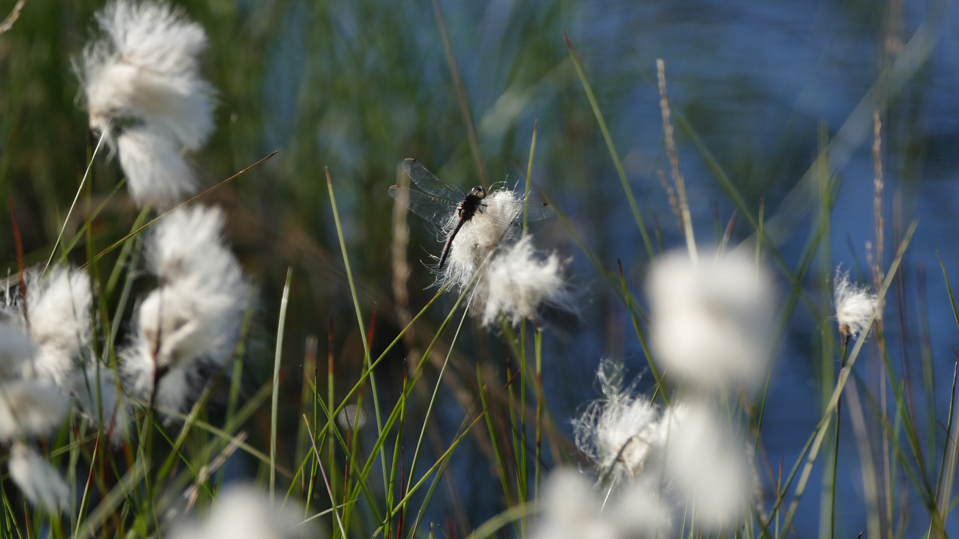Weich gelandet Foto & Bild | licht, natur, landschaft Bilder auf ...