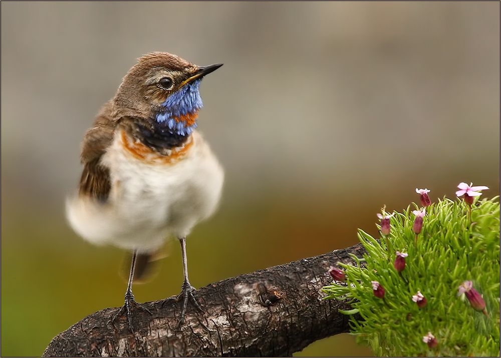 Weich geschüttelt Foto & Bild | tiere, wildlife, wild lebende vögel ...