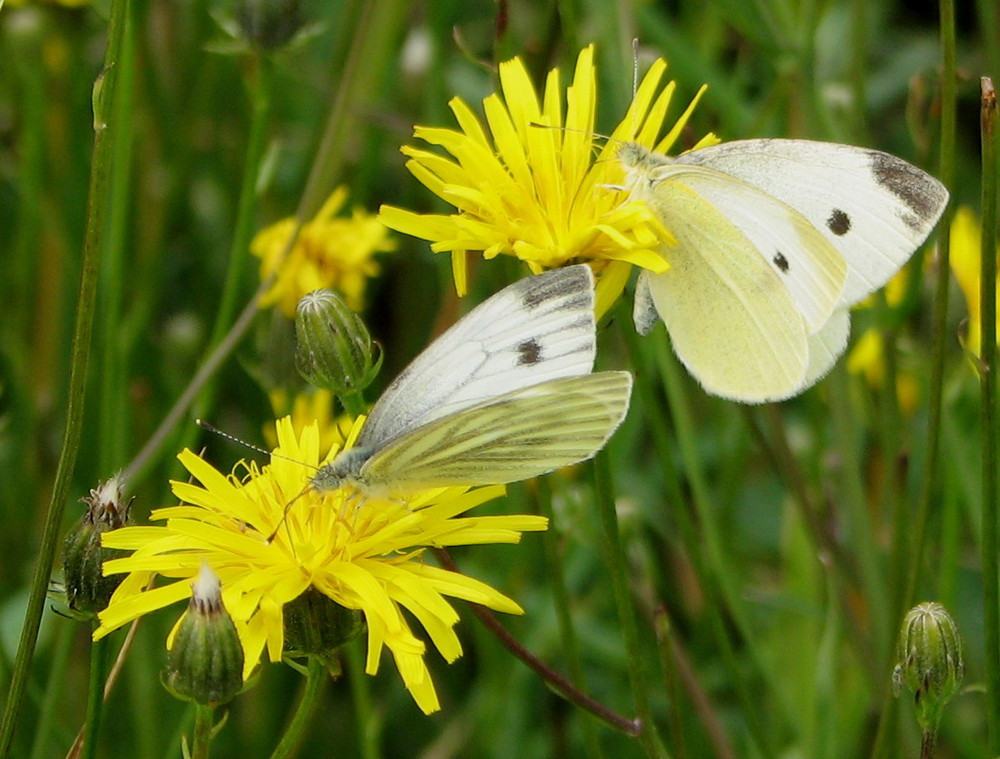 weich gezeichnet Foto & Bild | tiere, wildlife, schmetterlinge Bilder ...