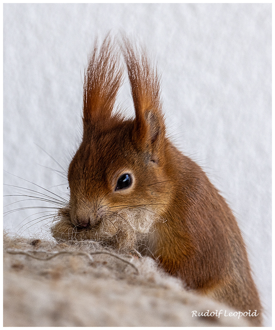 Weich liegen Foto & Bild | tiere, wildlife, säugetiere Bilder auf ...