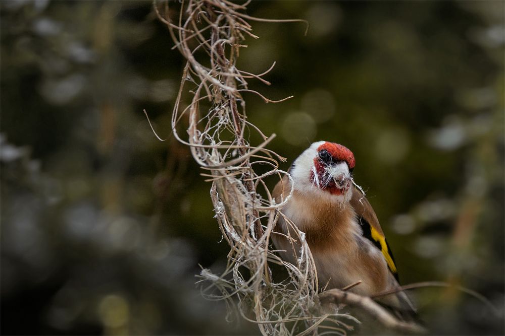 Weich soll es sein Foto & Bild | tiere, wildlife, wild lebende vögel ...