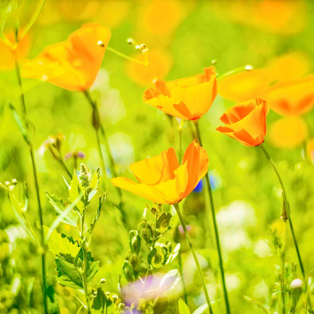 Weich und sanft Foto & Bild | natur, mohn, pflanzen Bilder auf ...