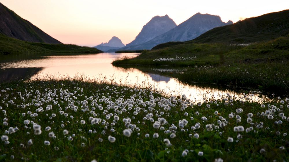 Weich wie Wollgras Foto & Bild | deutschland, europe, bayern Bilder auf ...