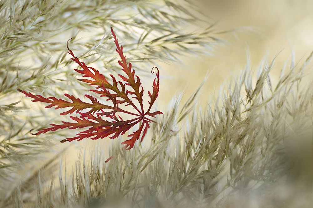 weich zwischengelandet Foto & Bild | rot, bäume, natur Bilder auf ...