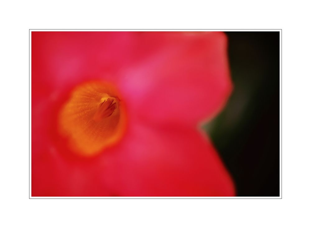 weiches Rot Foto & Bild | art, spezial, rot Bilder auf fotocommunity