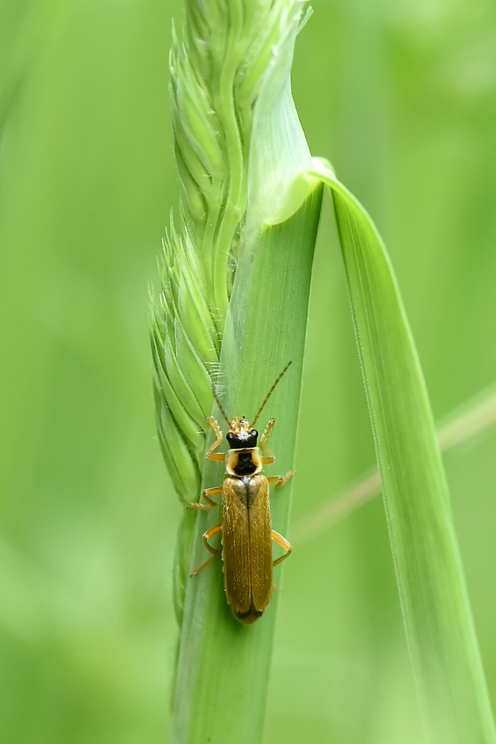 Weichkäfer (Cantharis decipiens) Foto & Bild | insekten, makro, natur ...