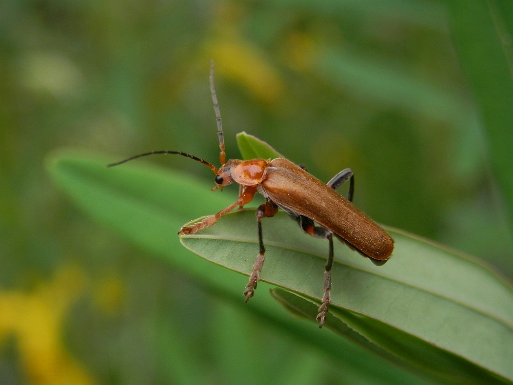Weichkäfer Rhagonycha testacea Foto & Bild | natur, insekten, tiere ...
