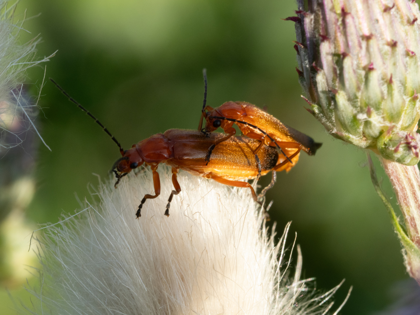 Weichkäferpaar im Halbschatten auf Distel Foto & Bild | tiere, wildlife ...