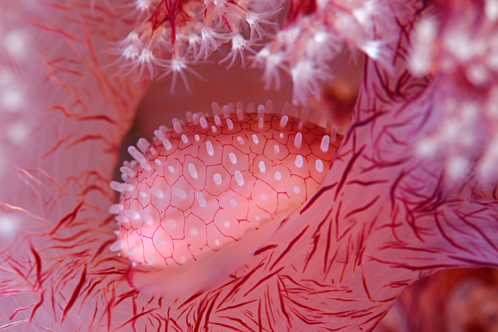 Weichkorallen-Kauri (Pseudosimnia sp.) Foto & Bild | tiere, wildlife, schnecken & muscheln ...