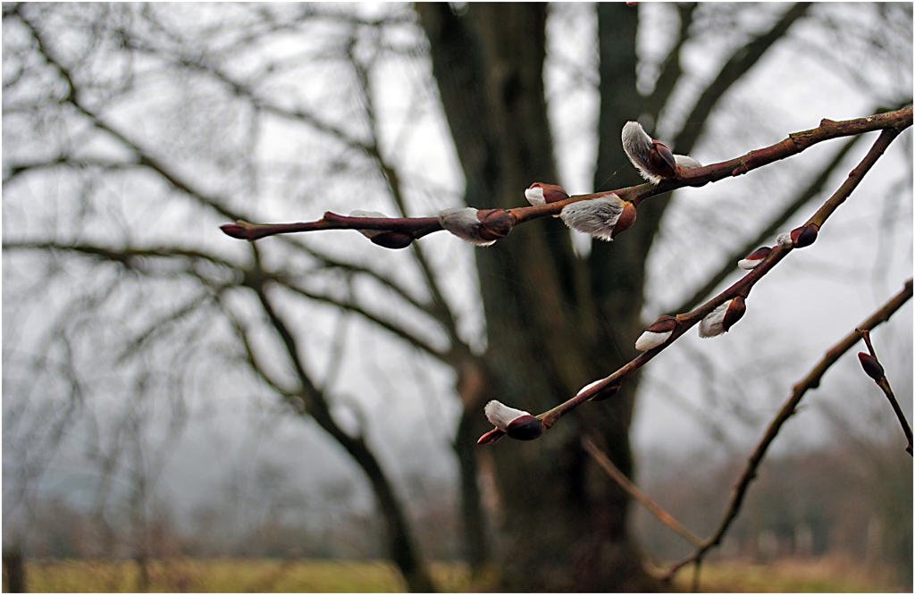 Weide Foto & Bild | pflanzen, pilze & flechten, bäume, baum Bilder auf ...