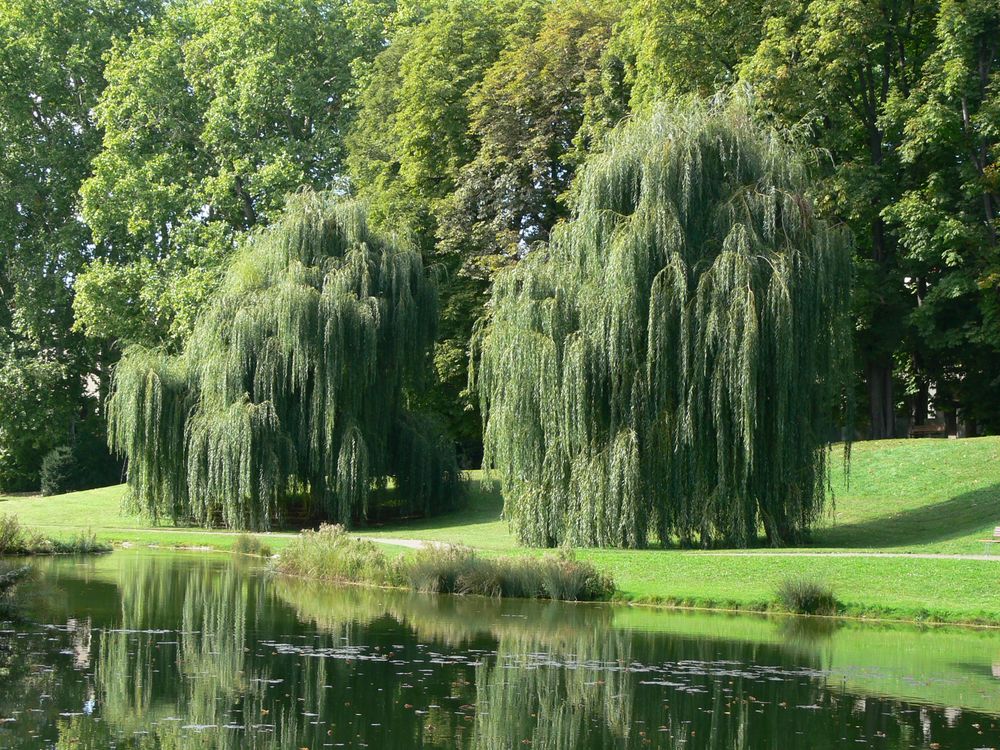 Weide Foto & Bild | pflanzen, pilze & flechten, bäume, laubbäume Bilder ...
