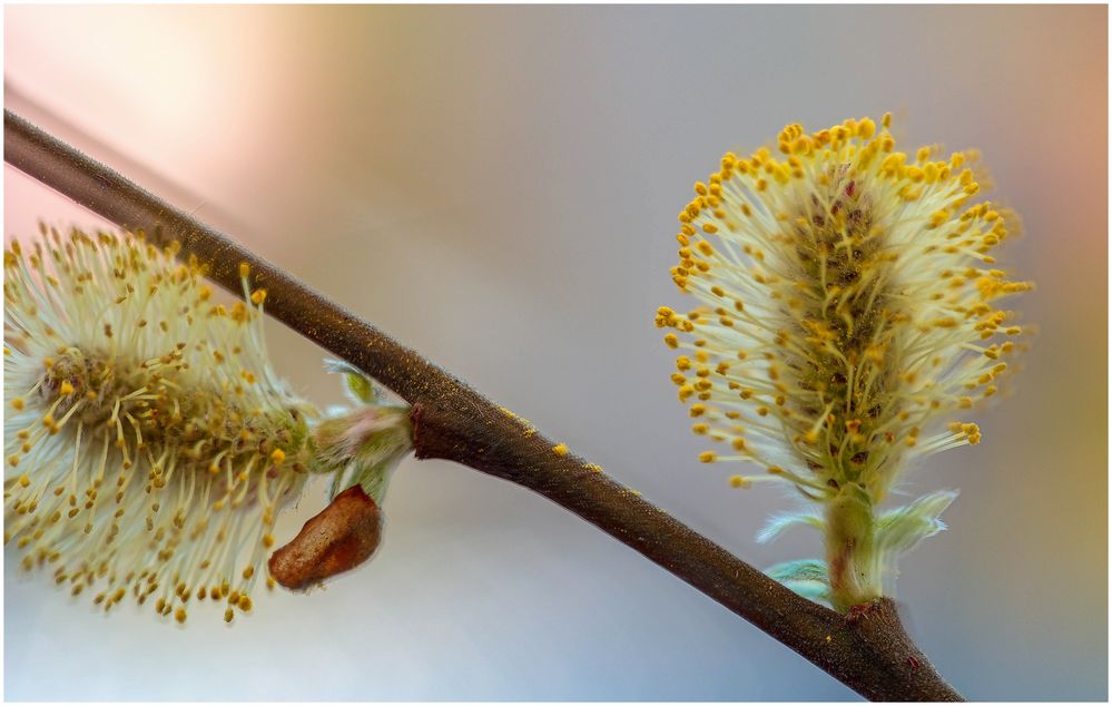 Weide Foto & Bild | frühling, natur, pflanze Bilder auf fotocommunity