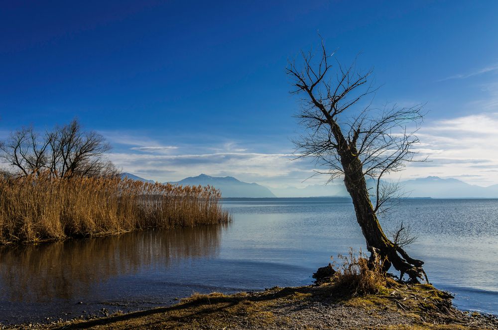 Weide am Chiemsee Foto & Bild | landschaft, bach, fluss & see, see, teich & tümpel Bilder auf ...