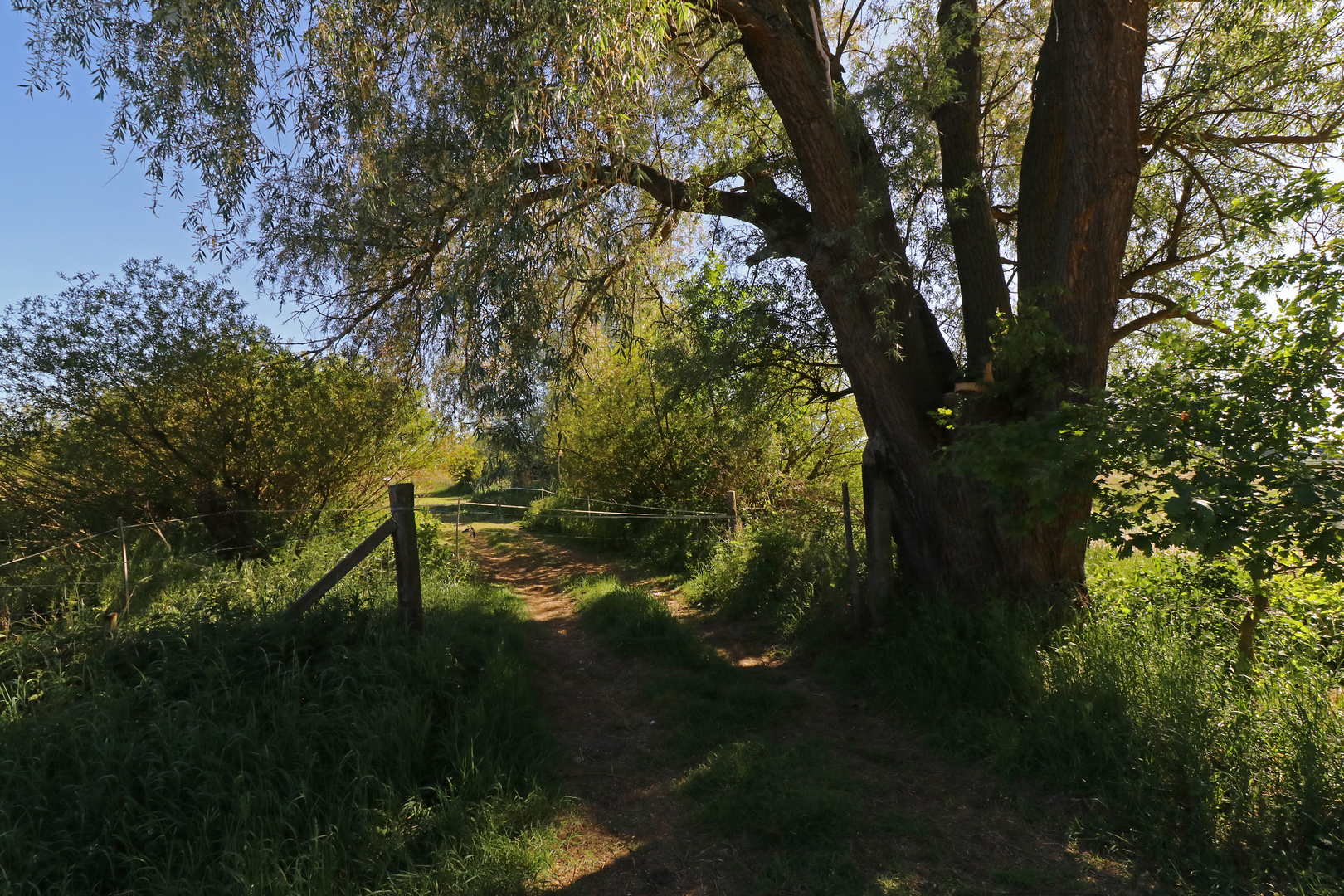 Weide am Zaun Foto & Bild | landschaften, sommer, bäume Bilder auf ...