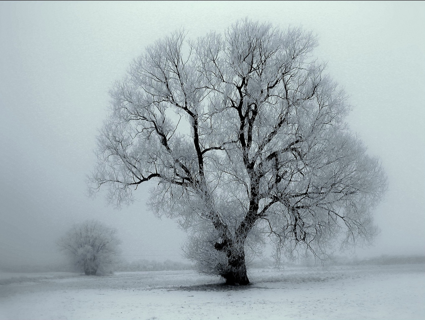 Weide Foto & Bild | monatswettbewerbe natur, 2020, 01 natur - winter ...