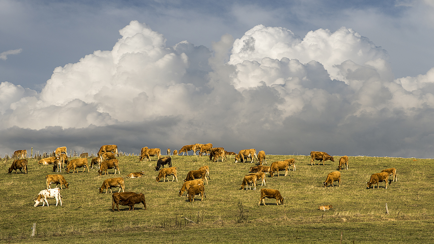 Weide Foto & Bild | wiese, landschaft, weide Bilder auf fotocommunity