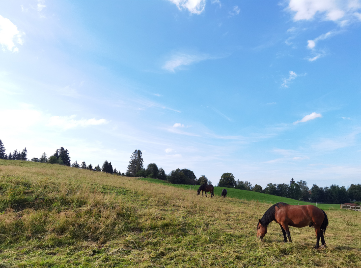 Weide Foto & Bild | landschaft, Äcker, felder & wiesen, natur Bilder ...